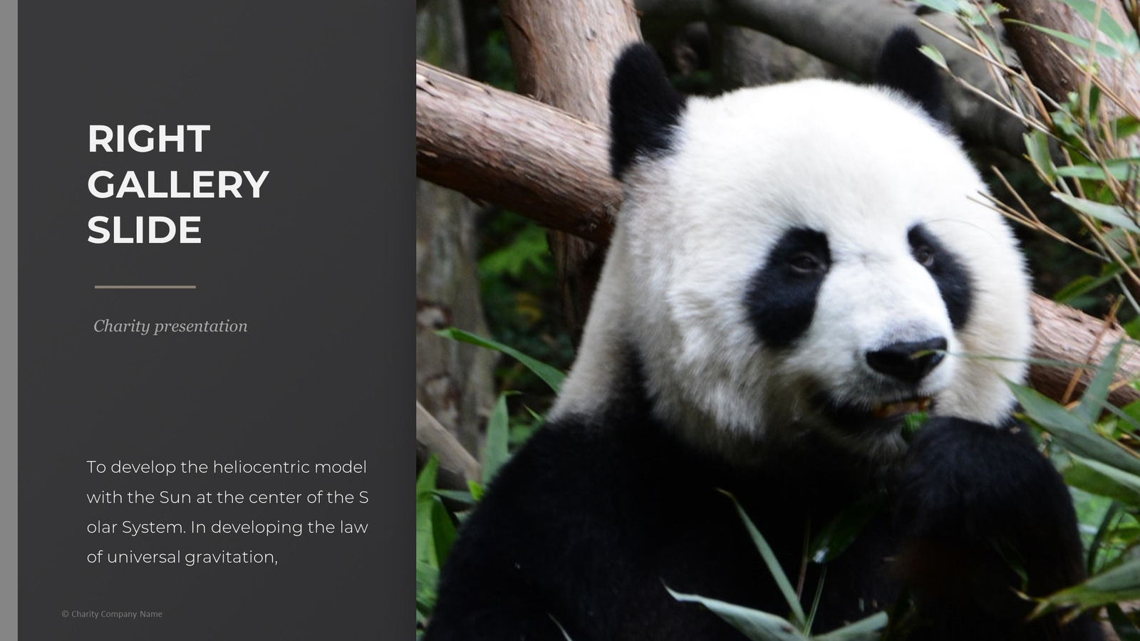 Animal Charity PowerPoint template #78793 - TemplateMonster