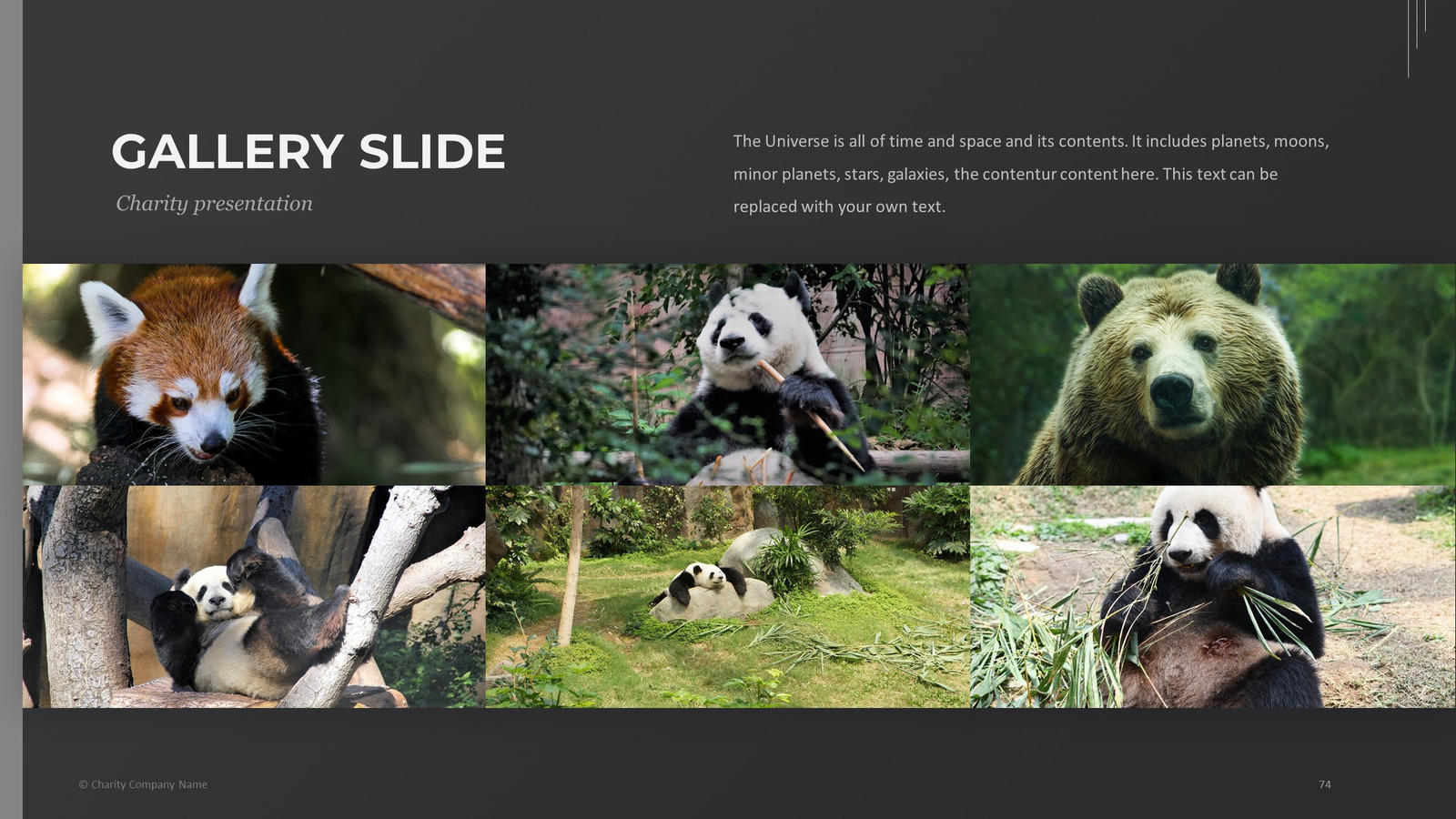 Animal Charity PowerPoint template #78793 - TemplateMonster